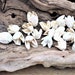 Bleached Bakuli Pods-lagerstroemia Parviflora-tulip Pods- Bag of 25 ...