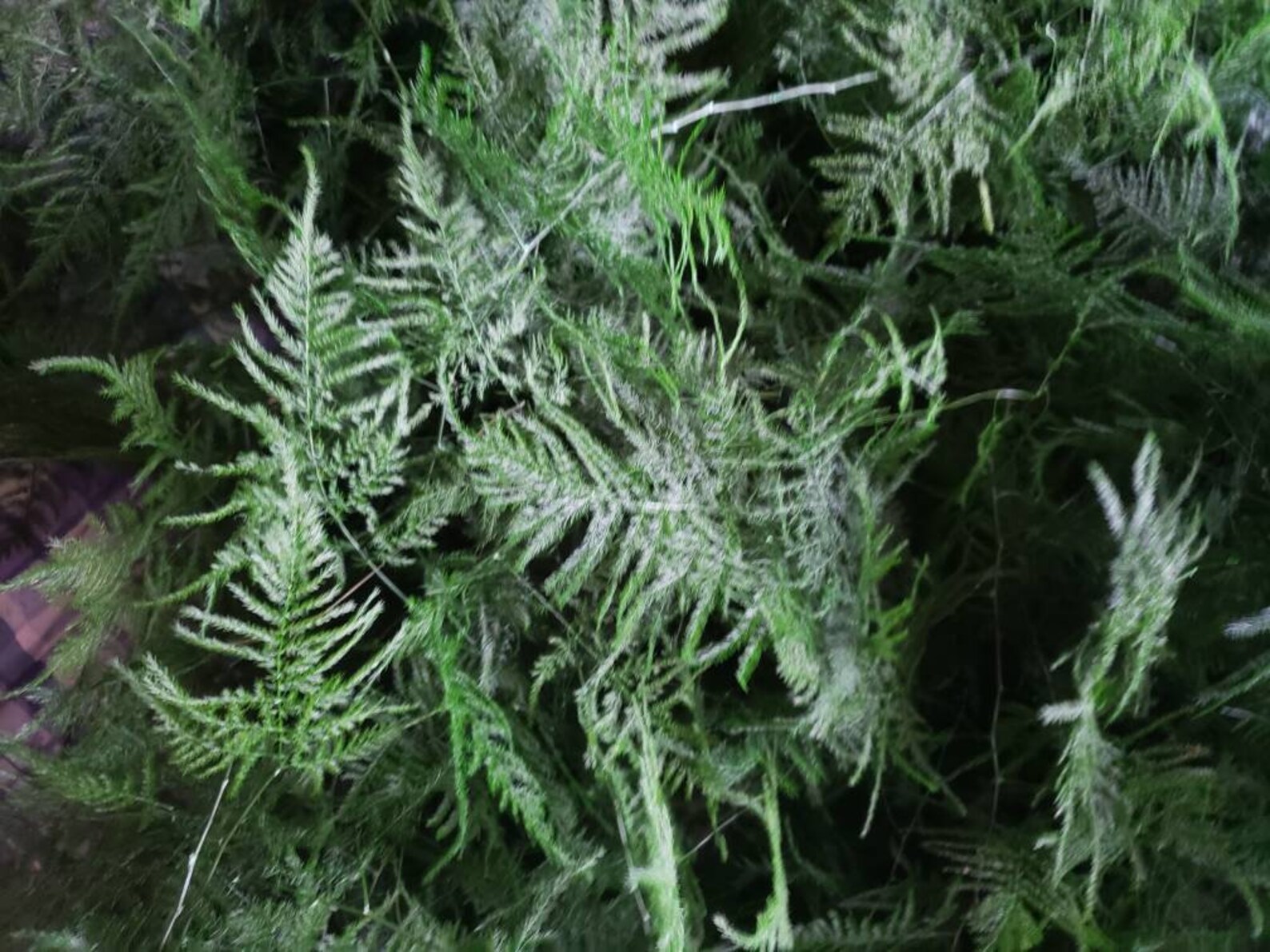 Preserved Plumosus Fern Choose 9 OR 18 Stems of Preserved | Etsy