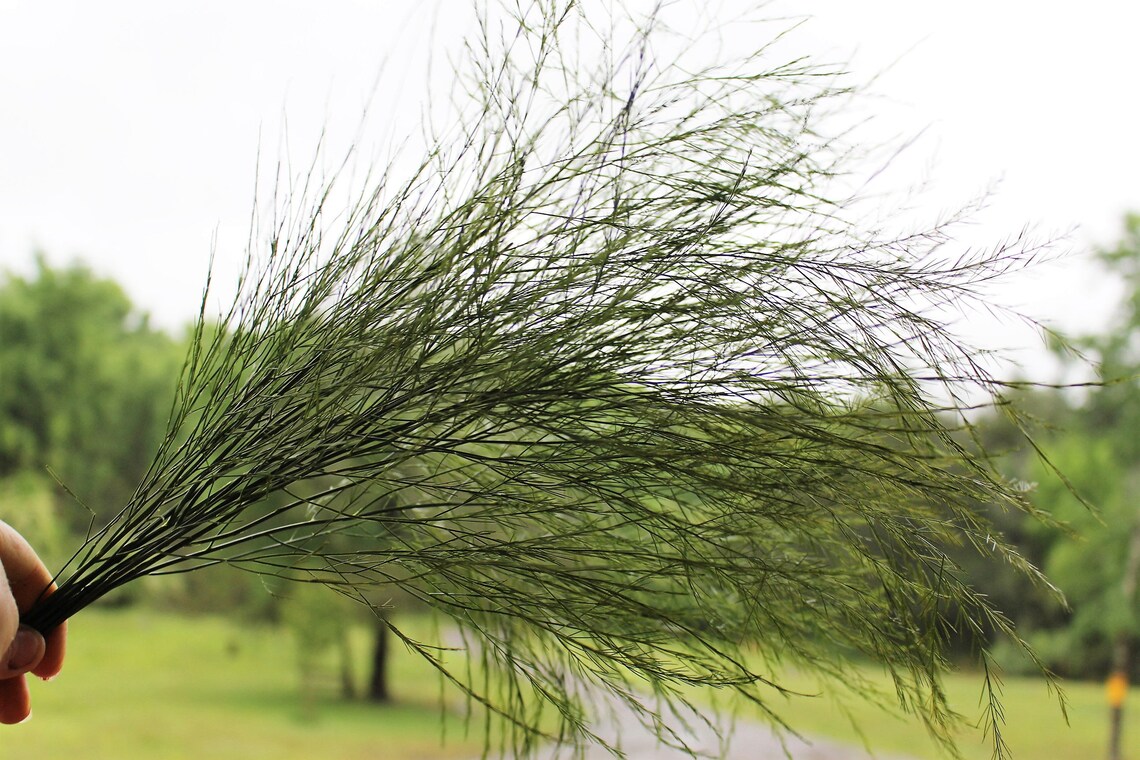 Bulk Tree Fern-100 Stems Preserved - Etsy