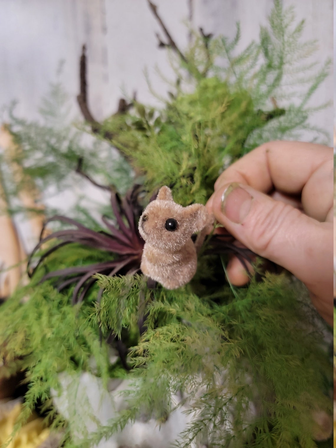 Spidergum Claw Pod With Preserved Moss and Tiny Mouse With - Etsy