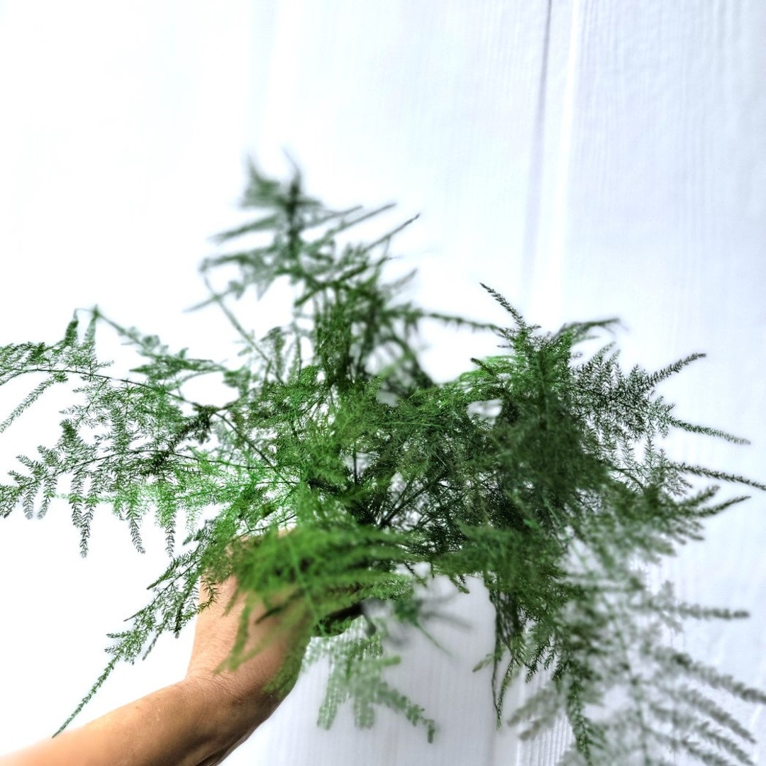 Preserved Plumosus Fern 5 Stem Small Fern Bouquet Preserved Soft and ...