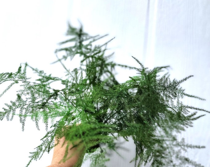 Preserved Plumosus Fern- 5 Stem Small Fern Bouquet - Preserved Soft and ...