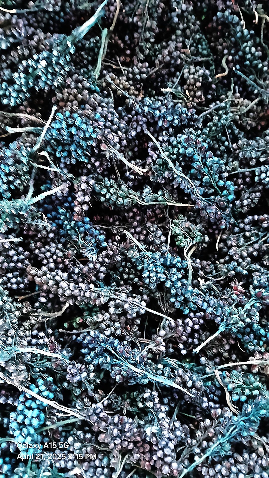 Milo Berry Stem Sections - Peacock Blue - 1 Oz Bag About 20-25 Sections ...