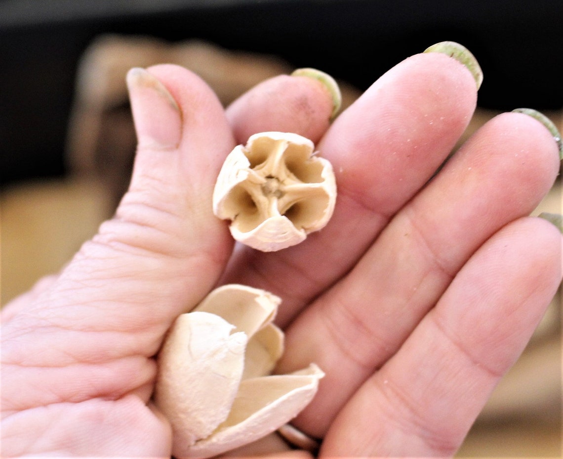 Bleached Bakuli Pods-lagerstroemia Parviflora-tulip Pods- Bag of 25 ...