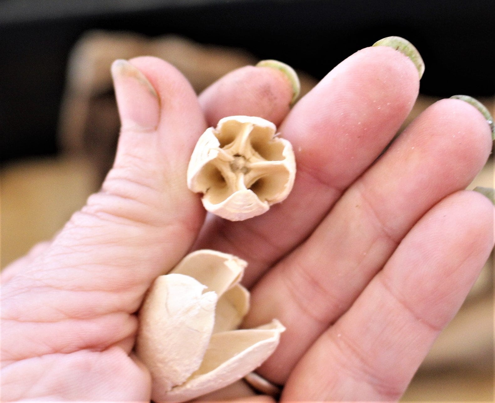 Bleached Bakuli Pods-lagerstroemia Parviflora-tulip Pods- Bag of 25 ...