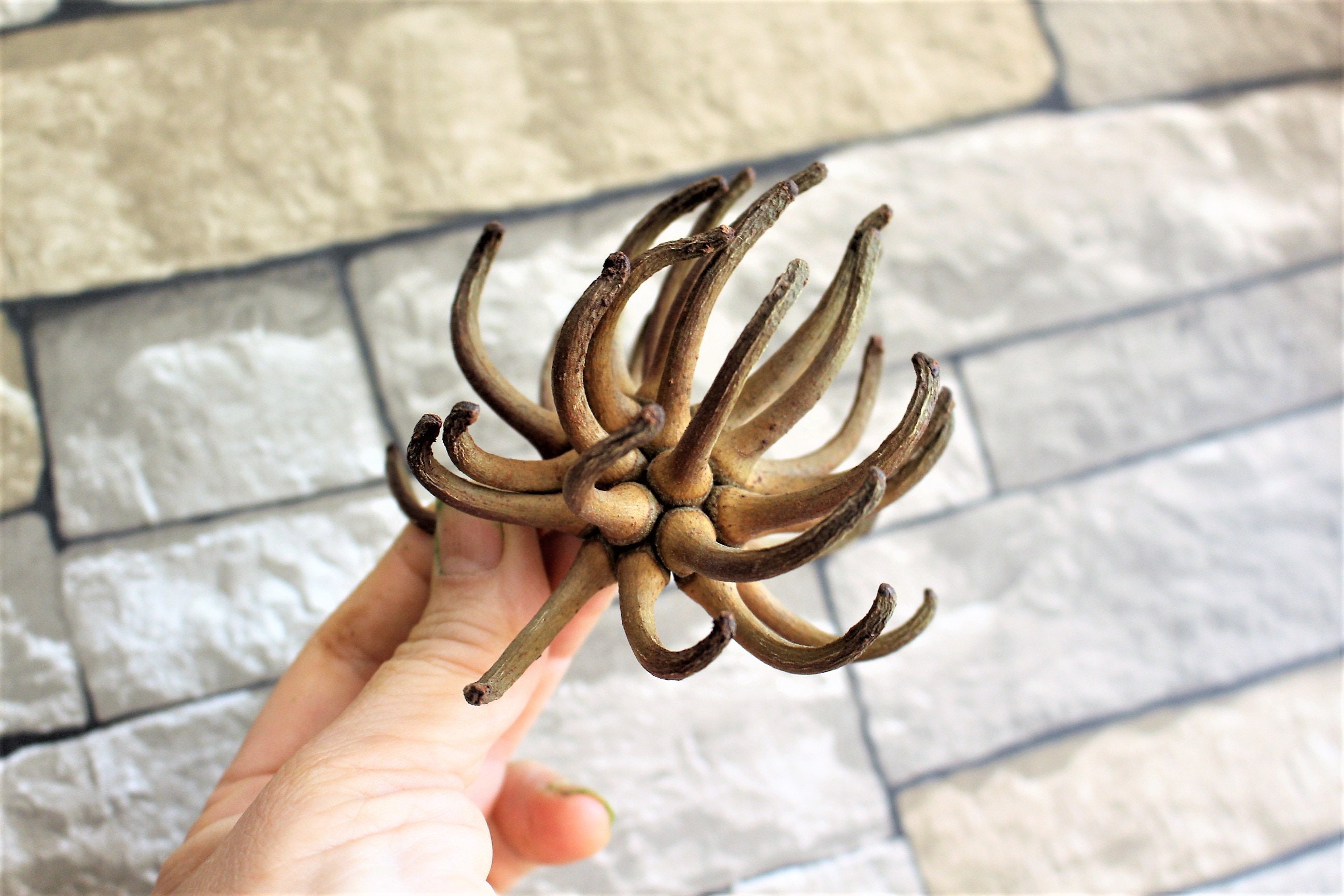 Spider Gum Claw Pods | Bag of 3 Natural Dried Pods - Etsy