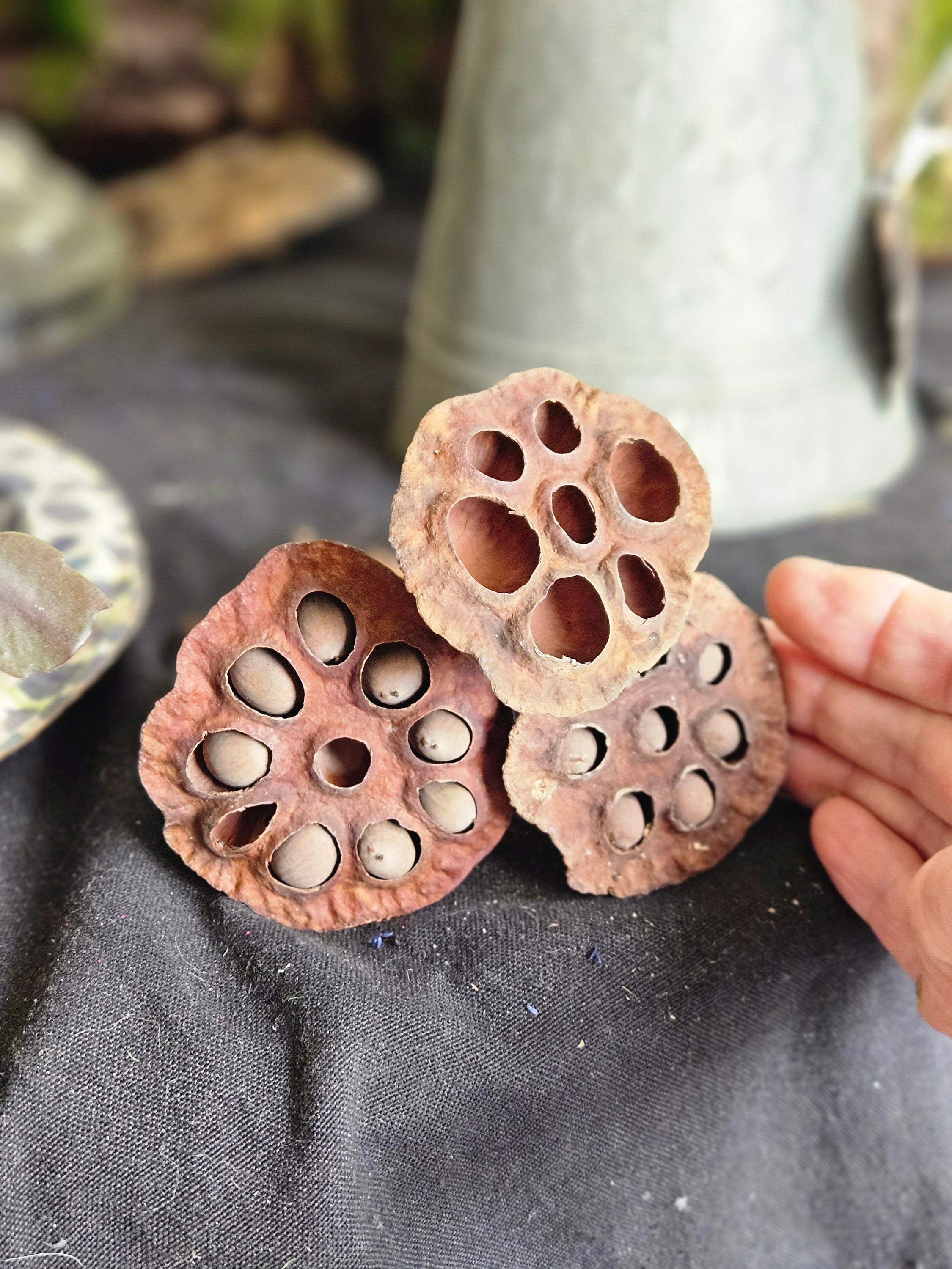 Lotus Pods-small Lotus Pods-botanical-botanicals-bag of 6 Pods - Etsy
