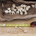Bleached Bakuli Pods-lagerstroemia Parviflora-tulip Pods- Bag of 25 ...