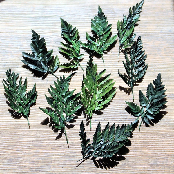Dried Ferns - Etsy