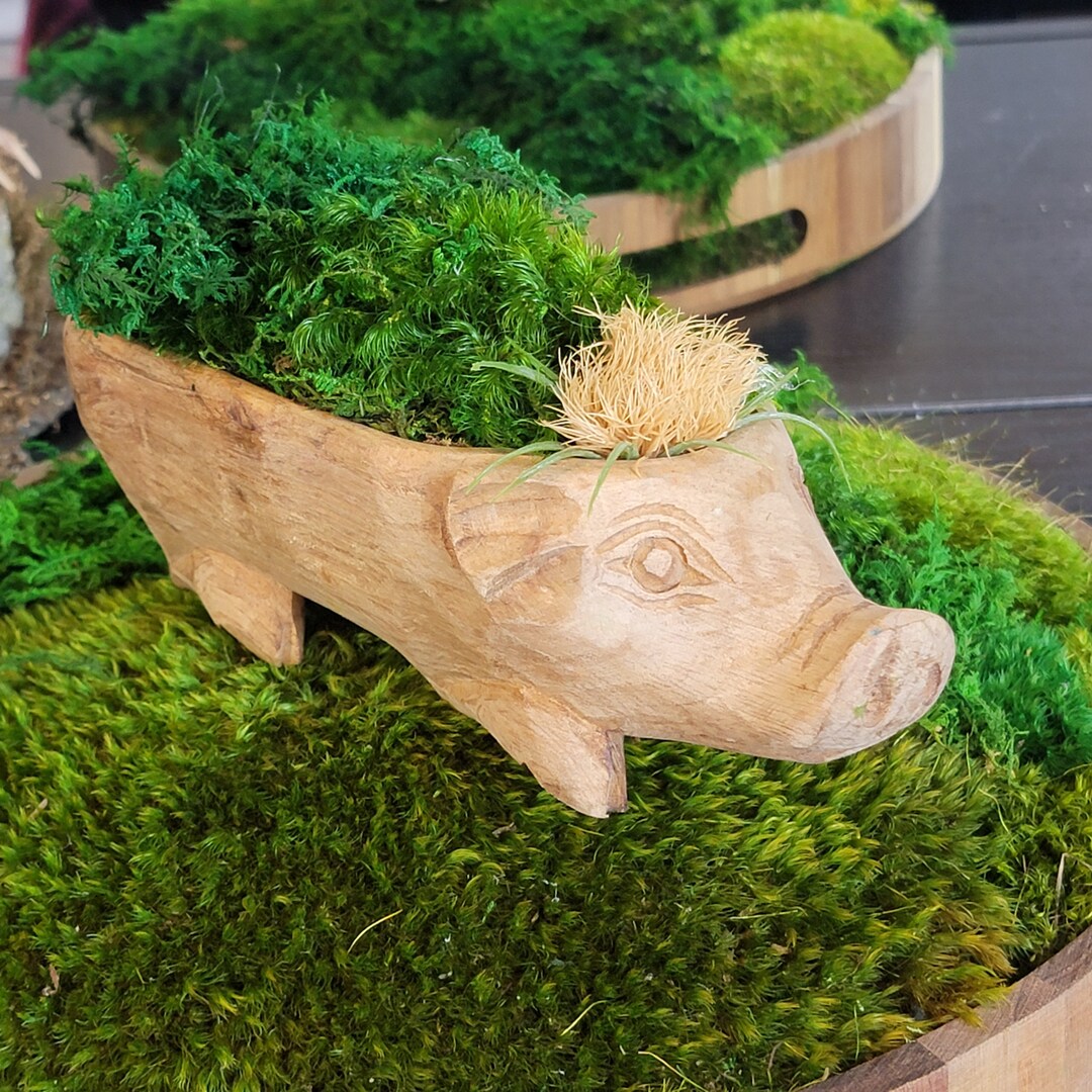 MOSS Centerpiece Wooden Pig Planter Preserved Mood & Fern Moss - Etsy