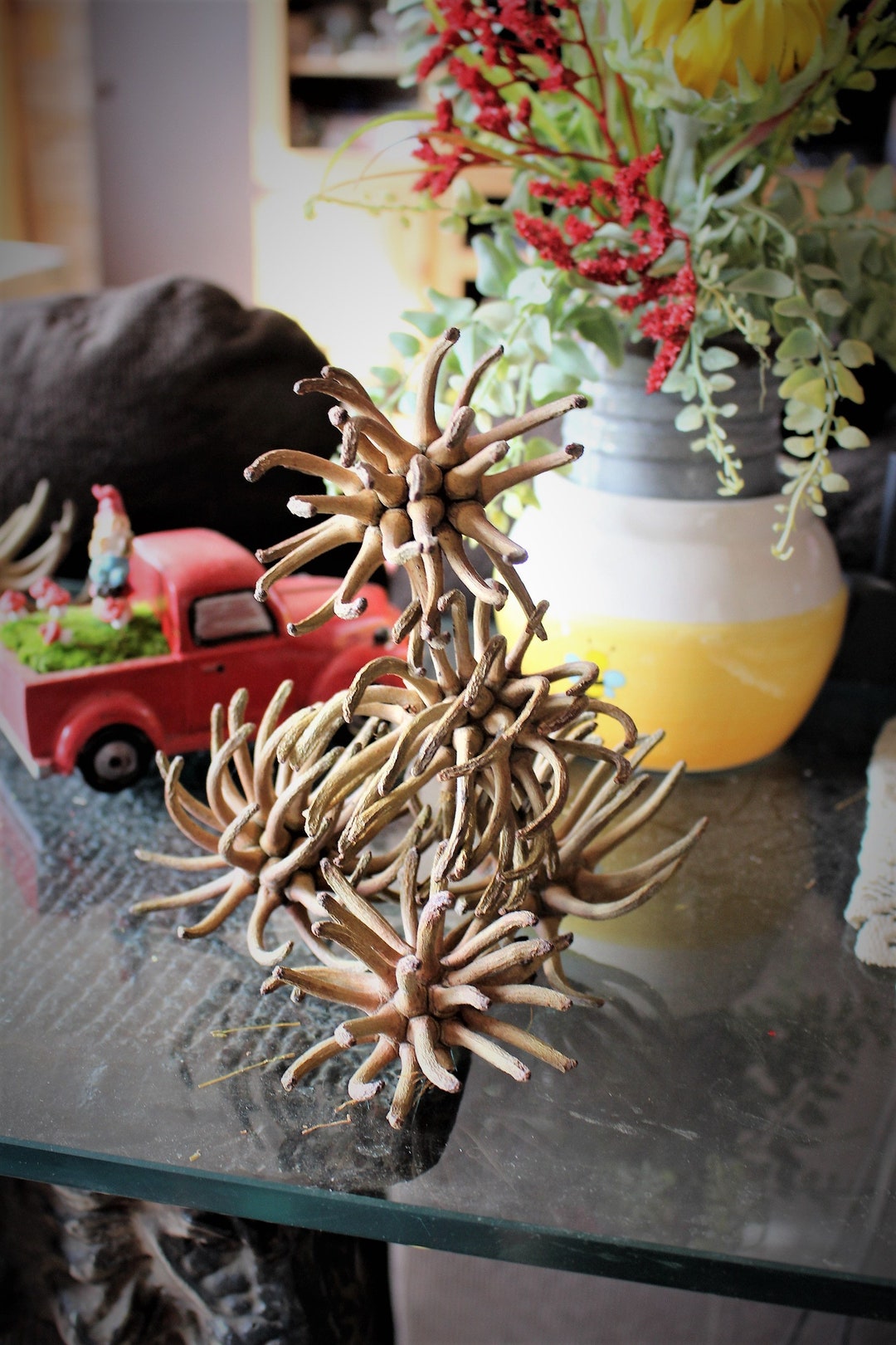 Spider Gum Claw Pods Bag of 3 Natural Dried Pods - Etsy