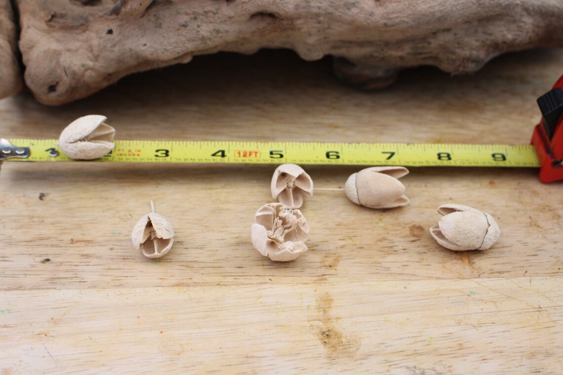 Bleached Bakuli Pods-lagerstroemia Parviflora-tulip Pods- Bag of 25 ...