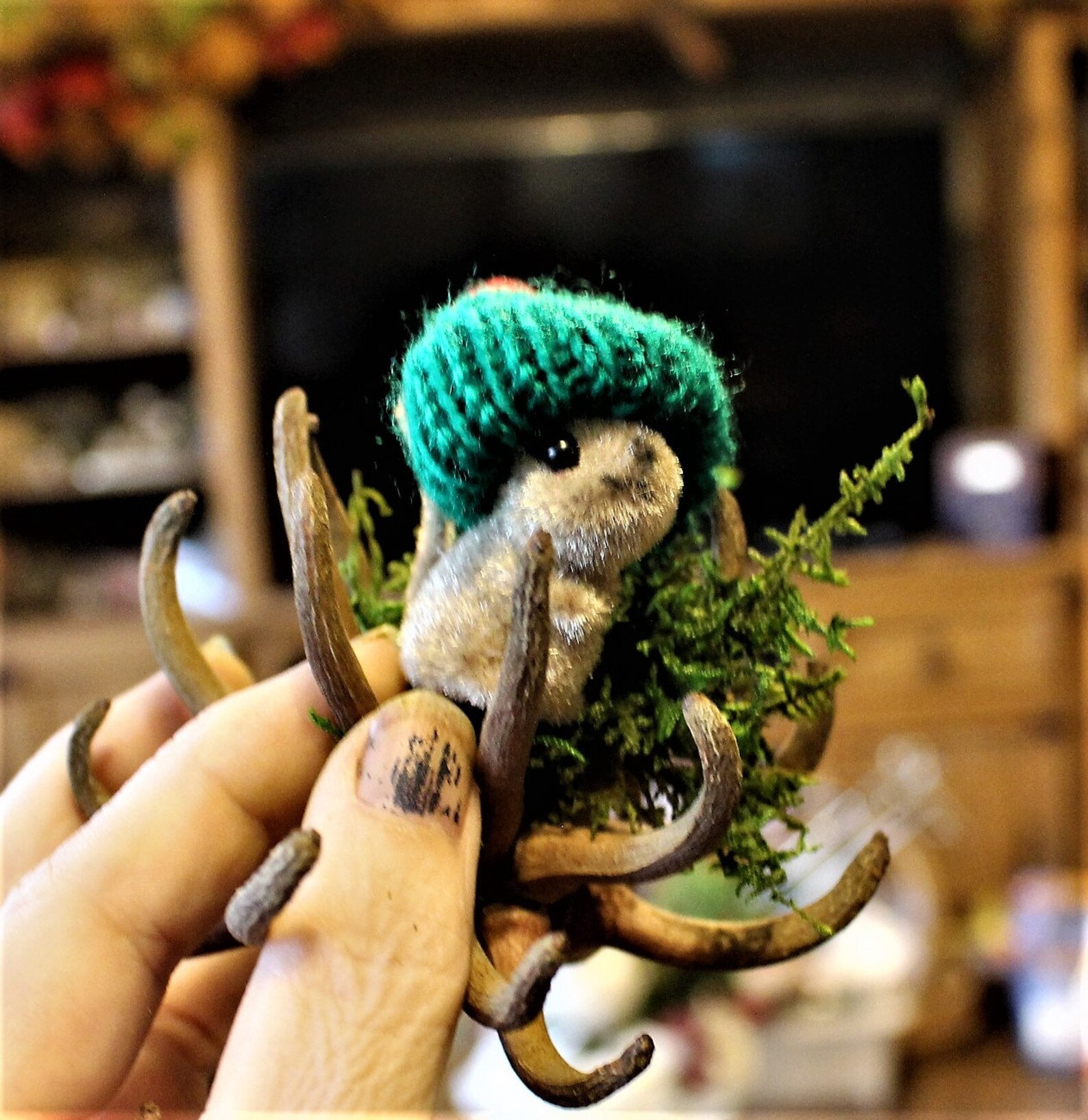 Spidergum Claw Pod With Preserved Moss and Tiny Mouse With | Etsy