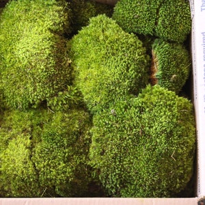 Mood Moss Preserved-gallon Bag Full Real Moss-floral Supplies-wedding ...
