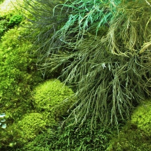 Bulk Tree Fern-100 Stems Preserved - Etsy