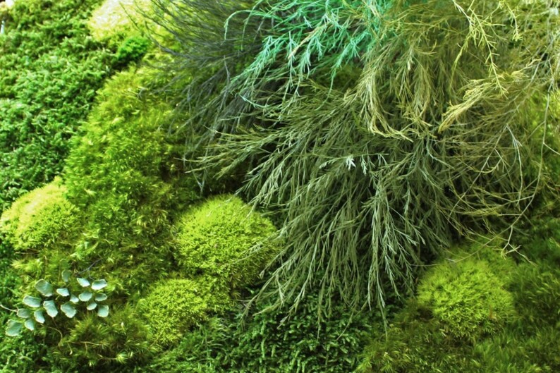 Bulk Tree Fern-100 Stems Preserved - Etsy