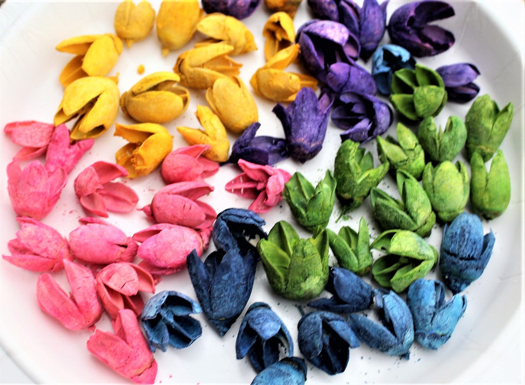 Dyed Bakuli Pods: Earth-toned Tulip Shaped Accents - Bag of 12 - Etsy