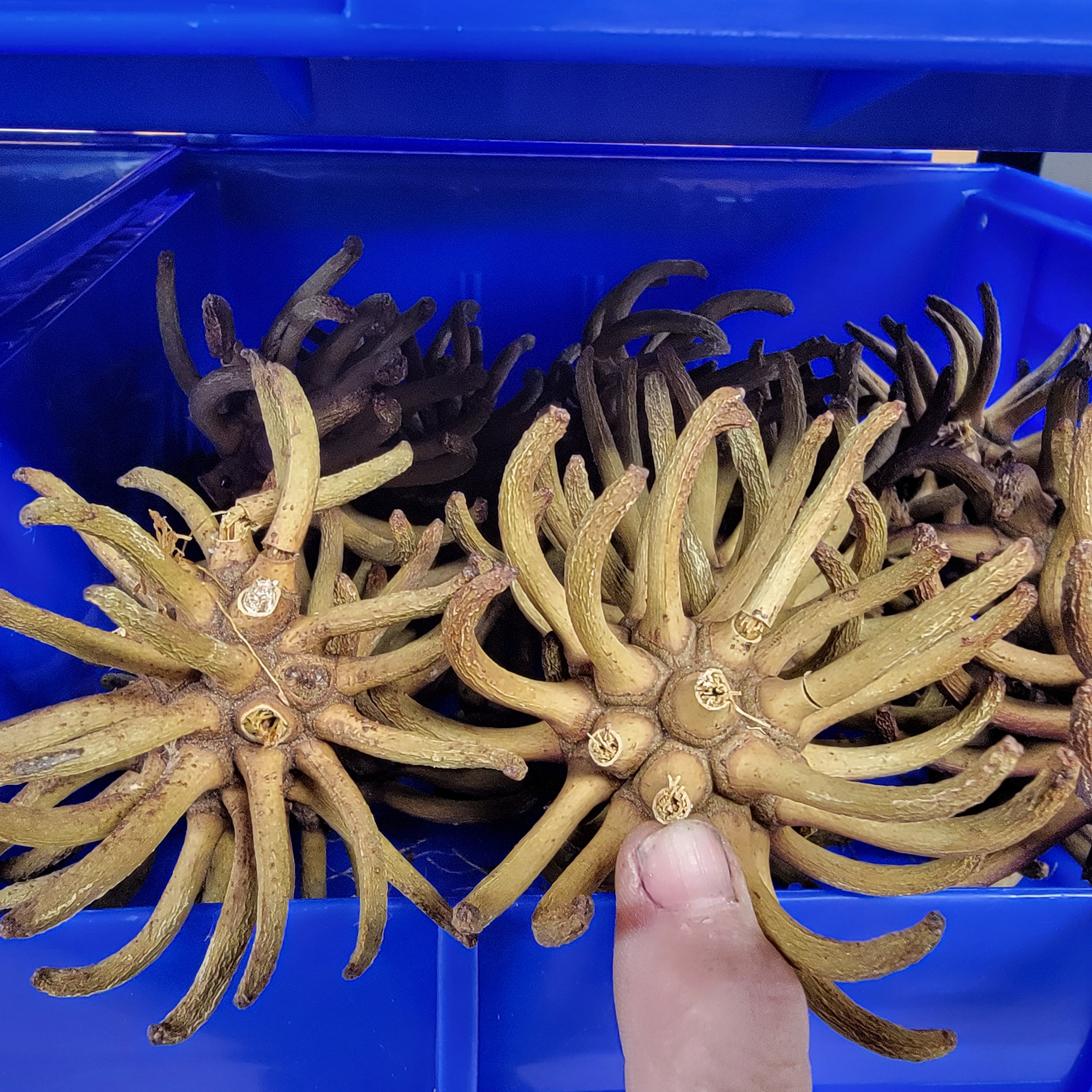 Spider Gum Claw Pods | Bag of 3 Natural Dried Pods - Etsy