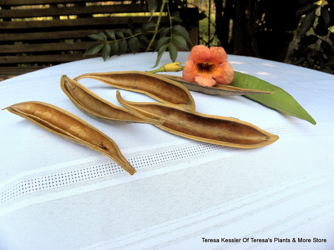 4 Seed Pod Halfs-dried Floral-make a Small Canoe With These-natural ...