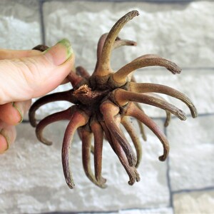 Spider Gum Claw Pods | Bag of 3 Natural Dried Pods - Etsy