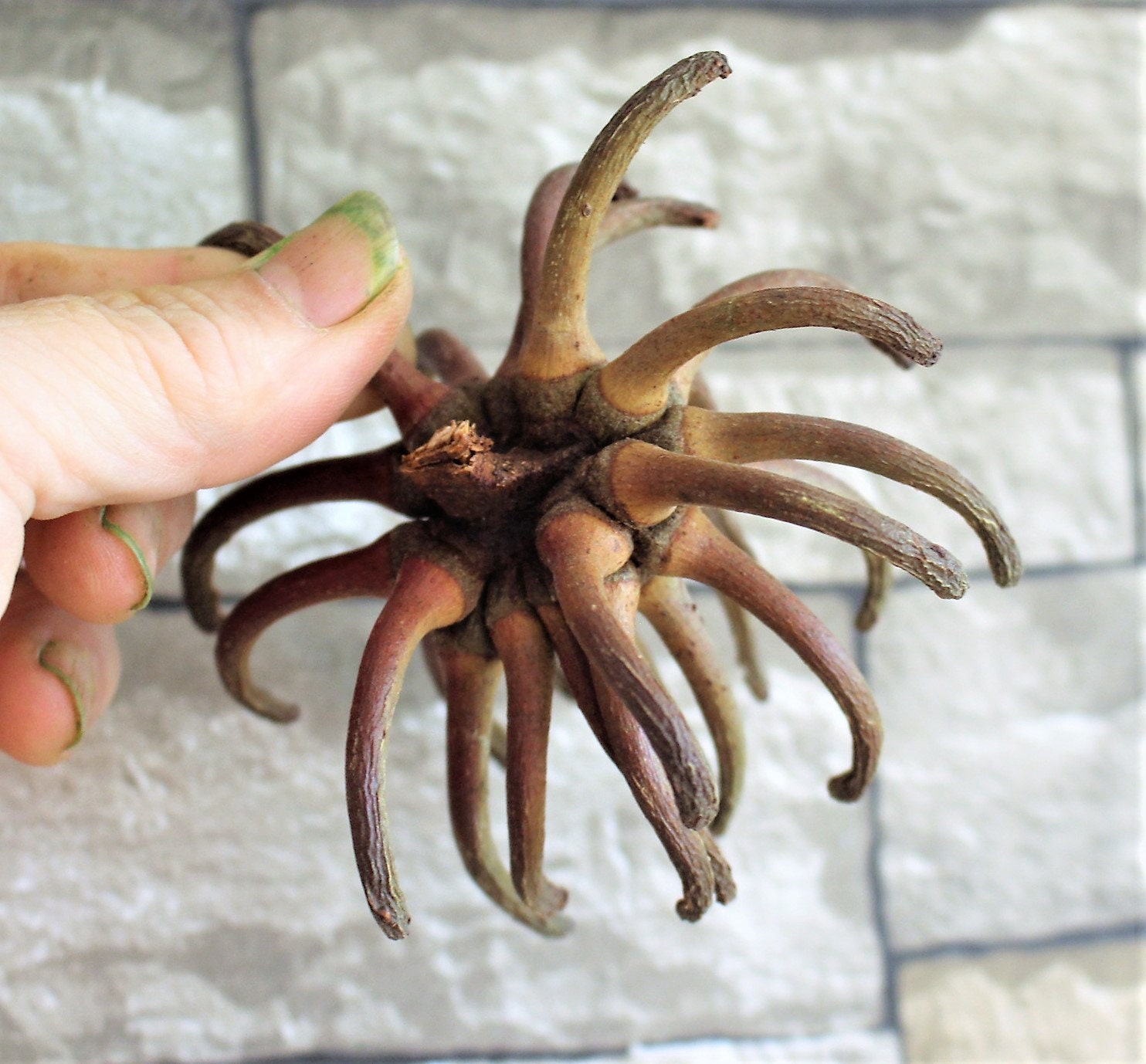 Spider Gum Claw Pods | Bag of 3 Natural Dried Pods - Etsy