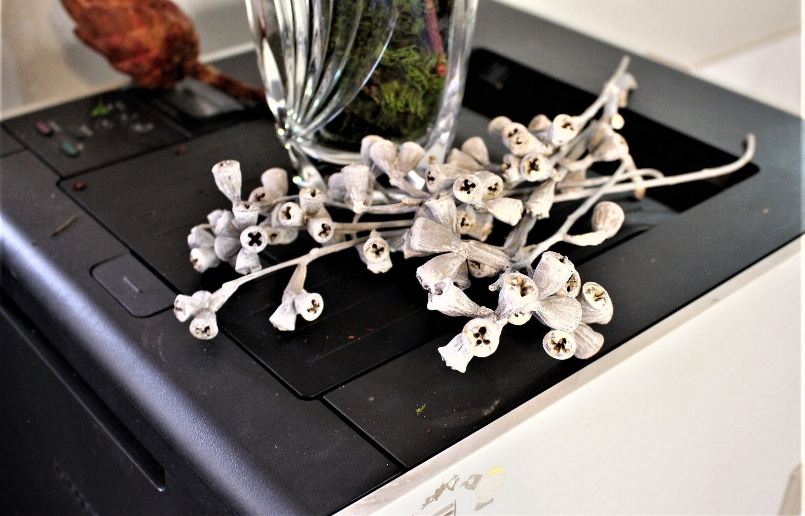 Conical Gum Branches Eucalyptus Pods White Washed or Bleached | Etsy