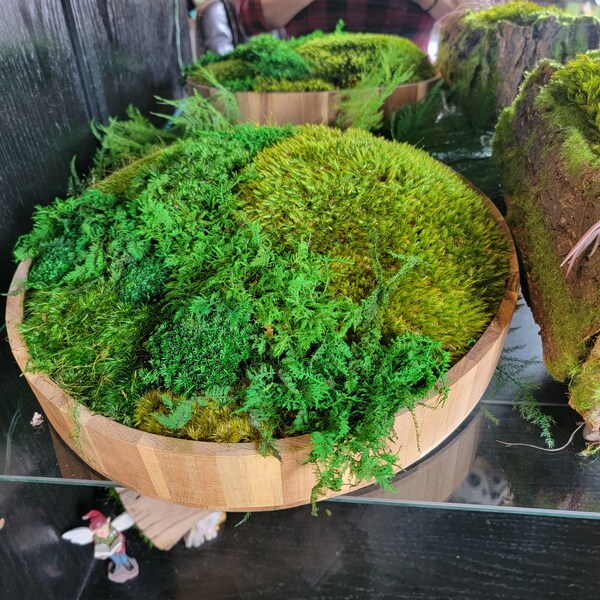 Fern Moss - Etsy