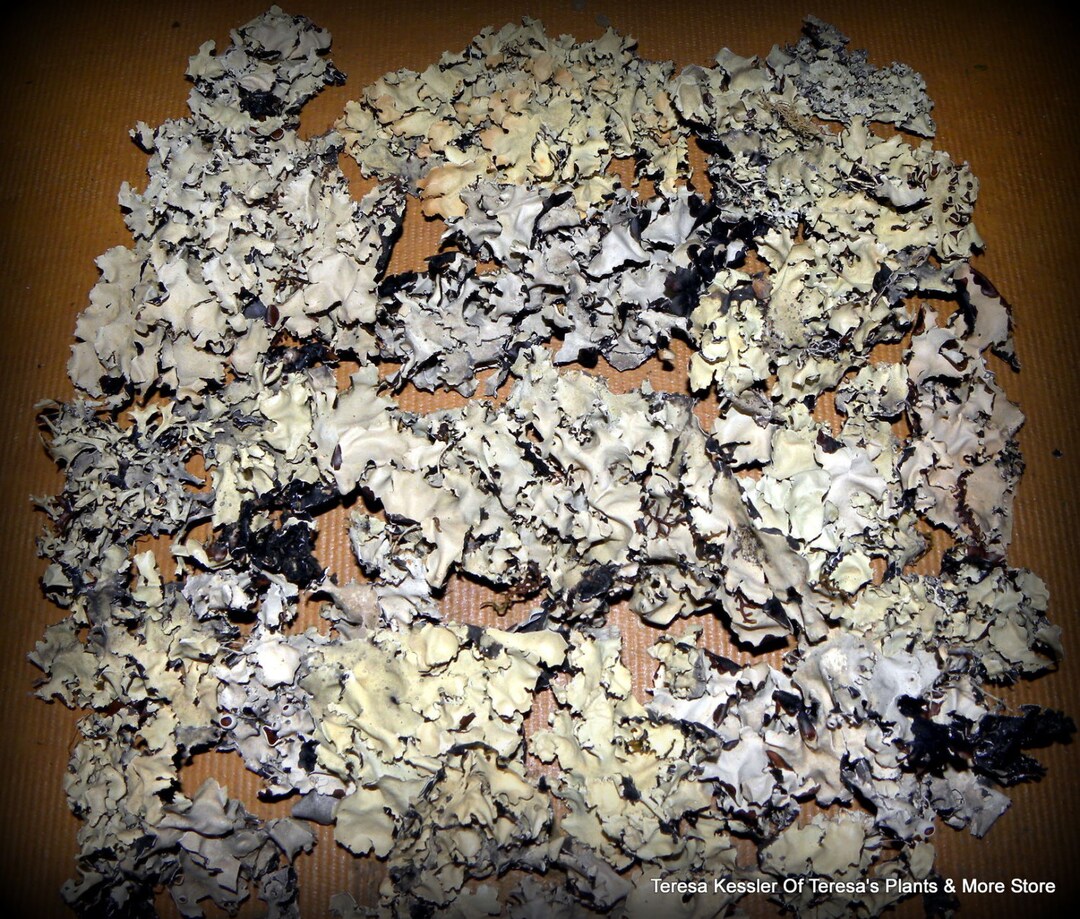Black Lichens dried Wild Tree Lichens 1 Oz Bag Full - Etsy