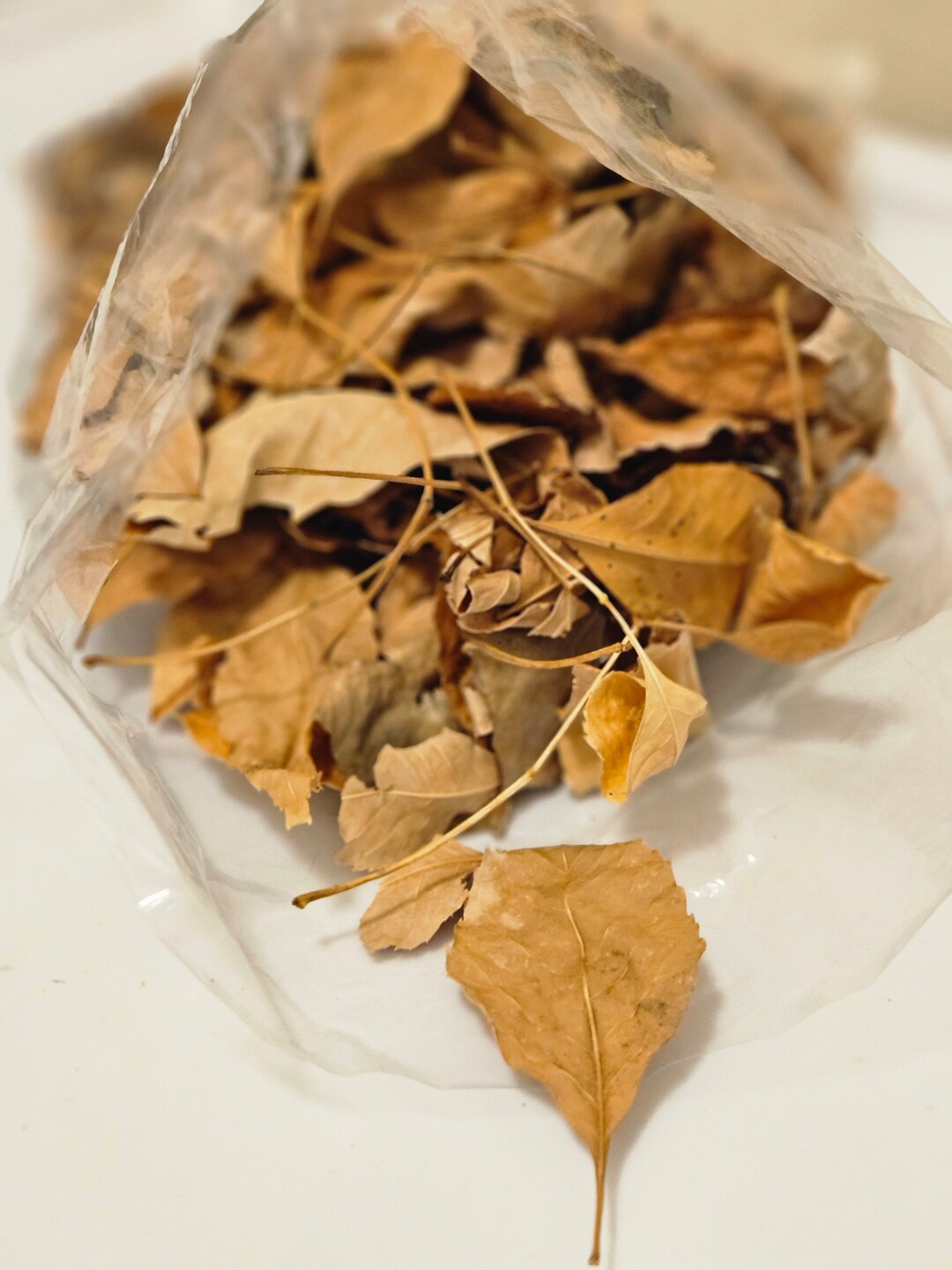 Reptile Leaf Litter-isopod Leaf Litter Dried Colorado Tree Leaves frog ...