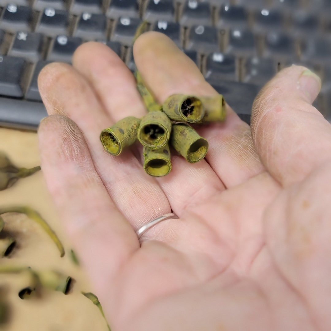 Conical Gum Eucalyptus Pods | 12 Pieces | Dyed Green - Etsy