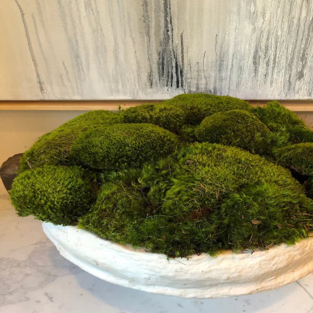 Mood Moss Preserved-gallon Bag Full Real Moss-floral Supplies-wedding ...