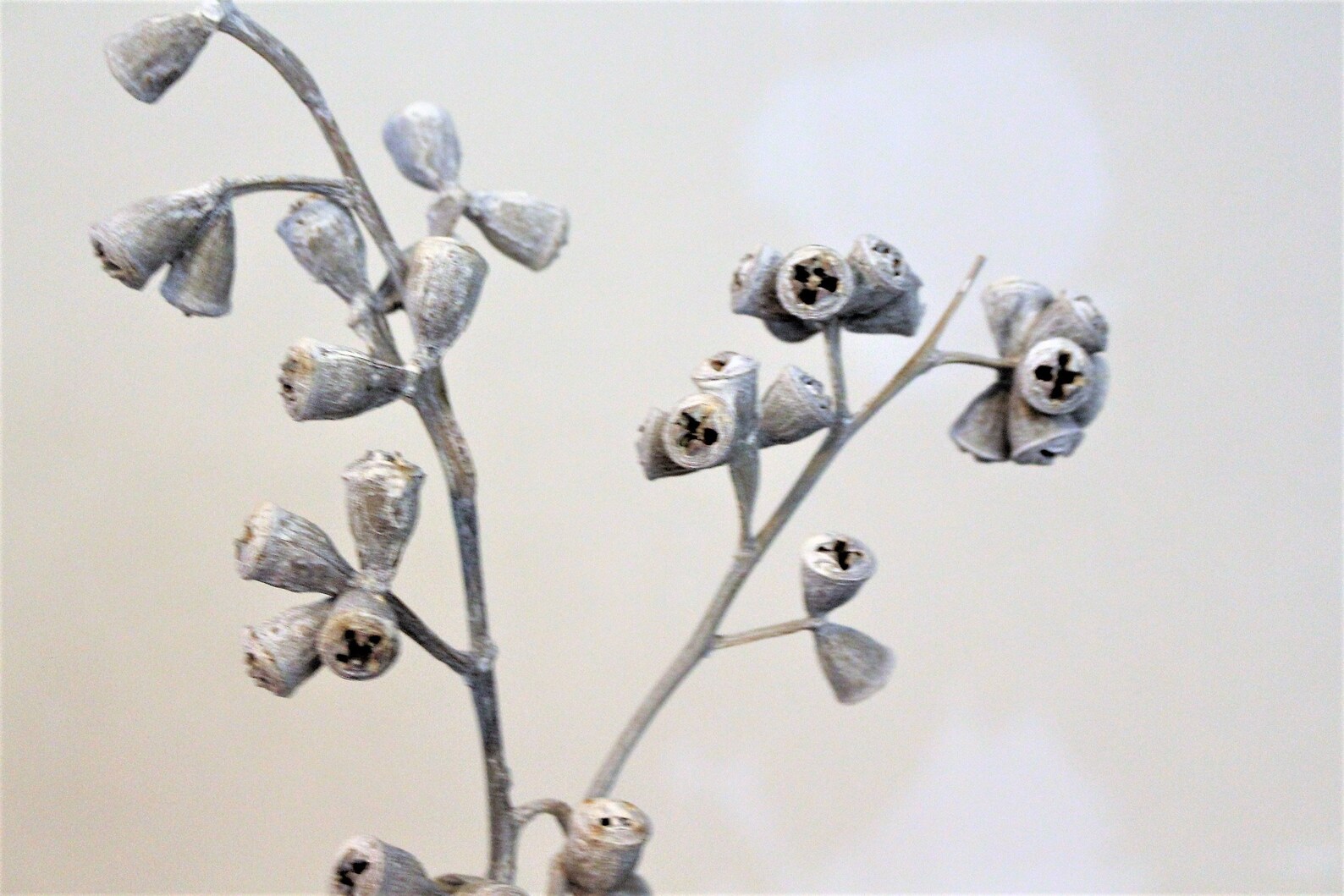 Conical Gum Branches Eucalyptus Pods White Washed or Bleached - Etsy
