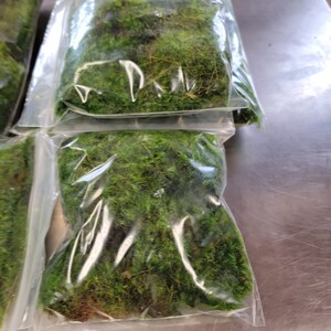 Mood Moss Preserved-gallon Bag Full Real Moss-floral Supplies-wedding ...