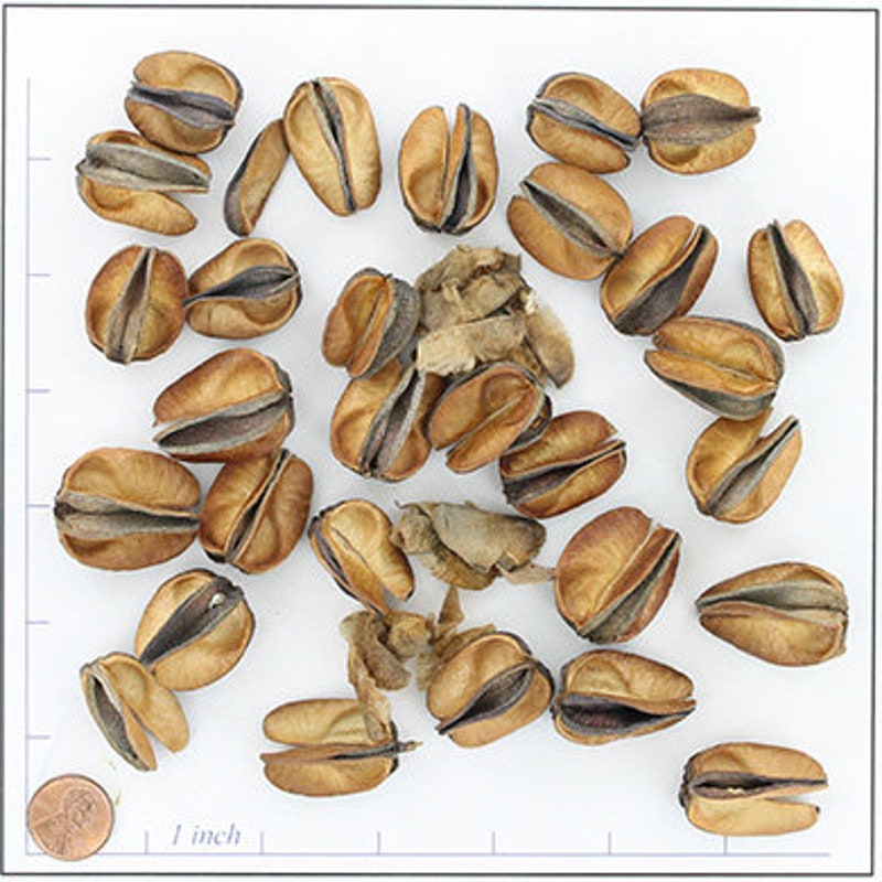 Dried Seed Pods - Etsy