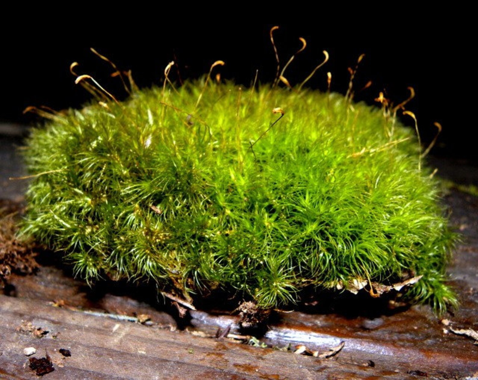 Live Moss-5 Gallon Bags of Mood Moss-frog Moss-live Moss for | Etsy