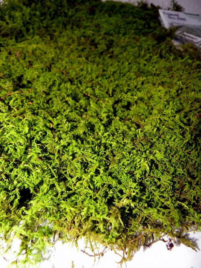 Preserved Moss Sampler Bag: Pillow, Mood, Fern, Sheet Moss (4x6") - Etsy