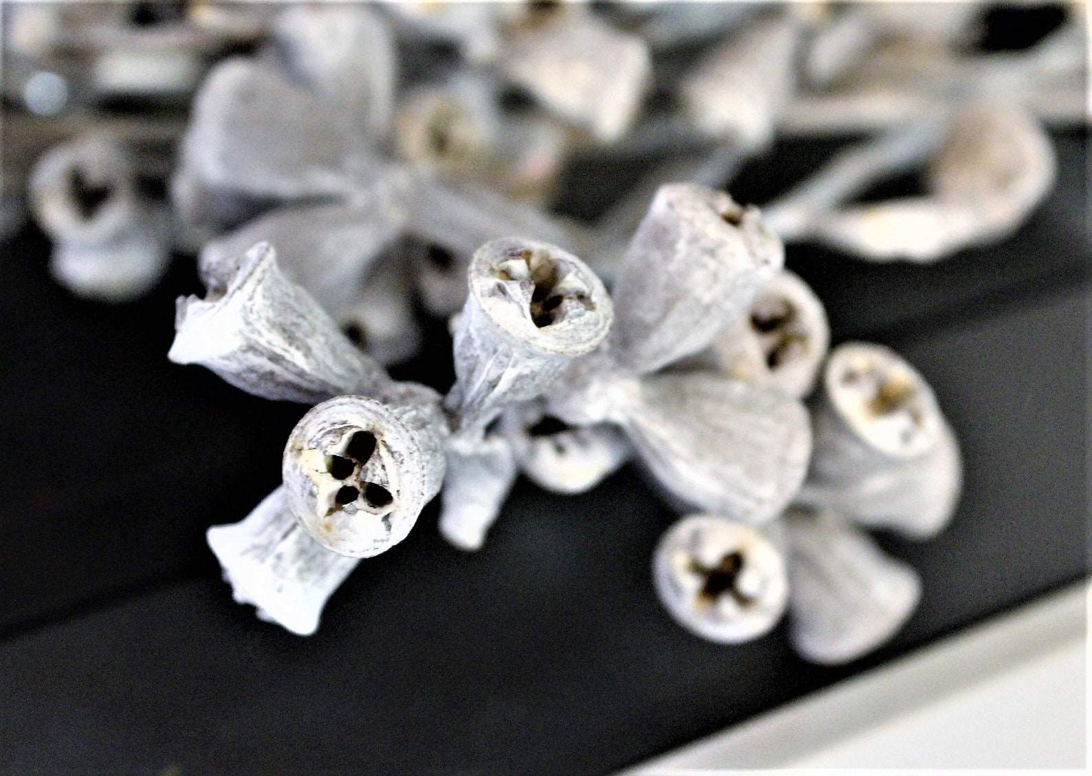 Conical Gum Branches Eucalyptus Pods White Washed or Bleached - Etsy