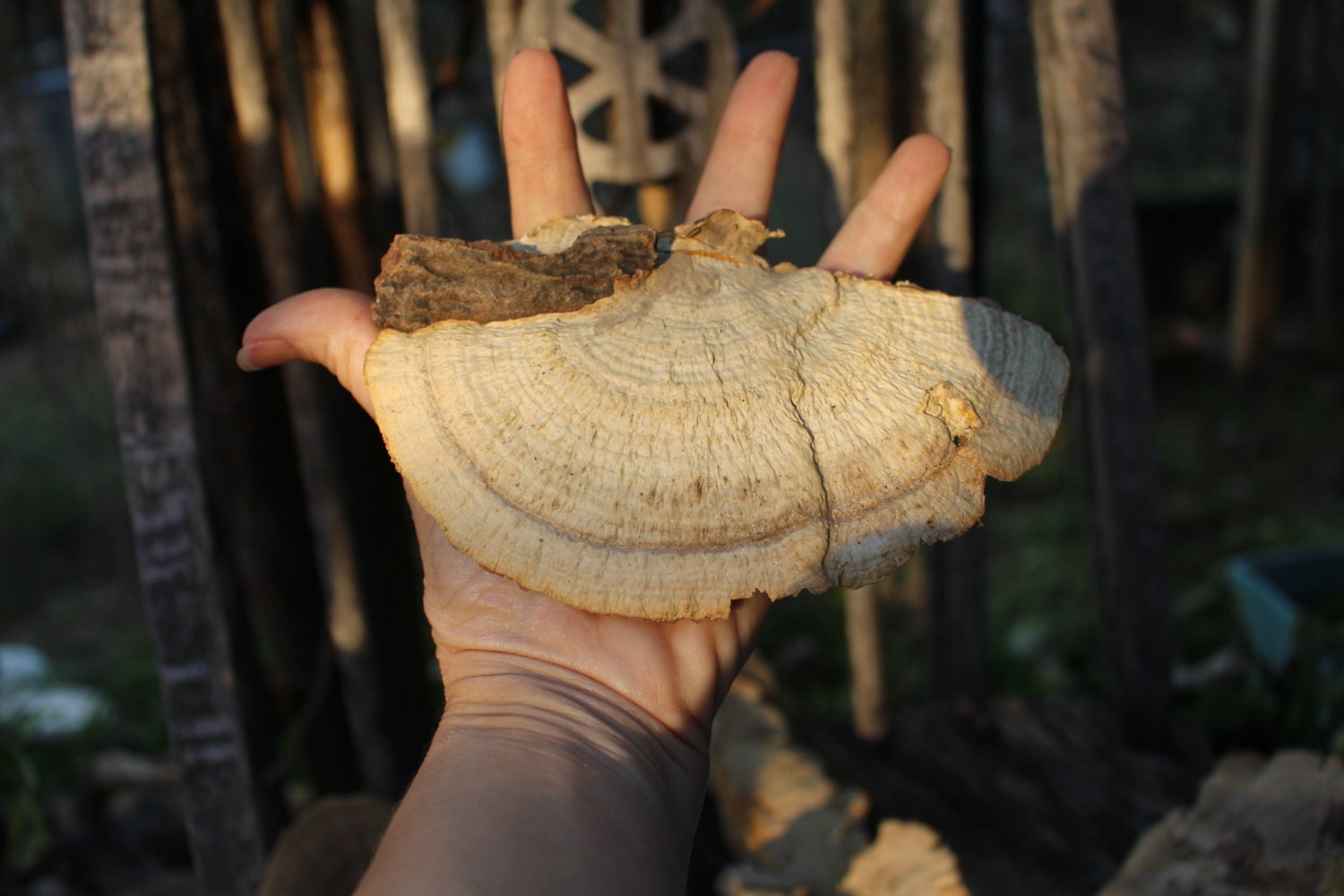 Tools & Accessories dried mushrooms sponge yellow mushrooms dried ...