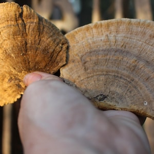 Sponge Mushrooms-choose 3 or 6 Dried Botanical-weird Spongy Looking ...