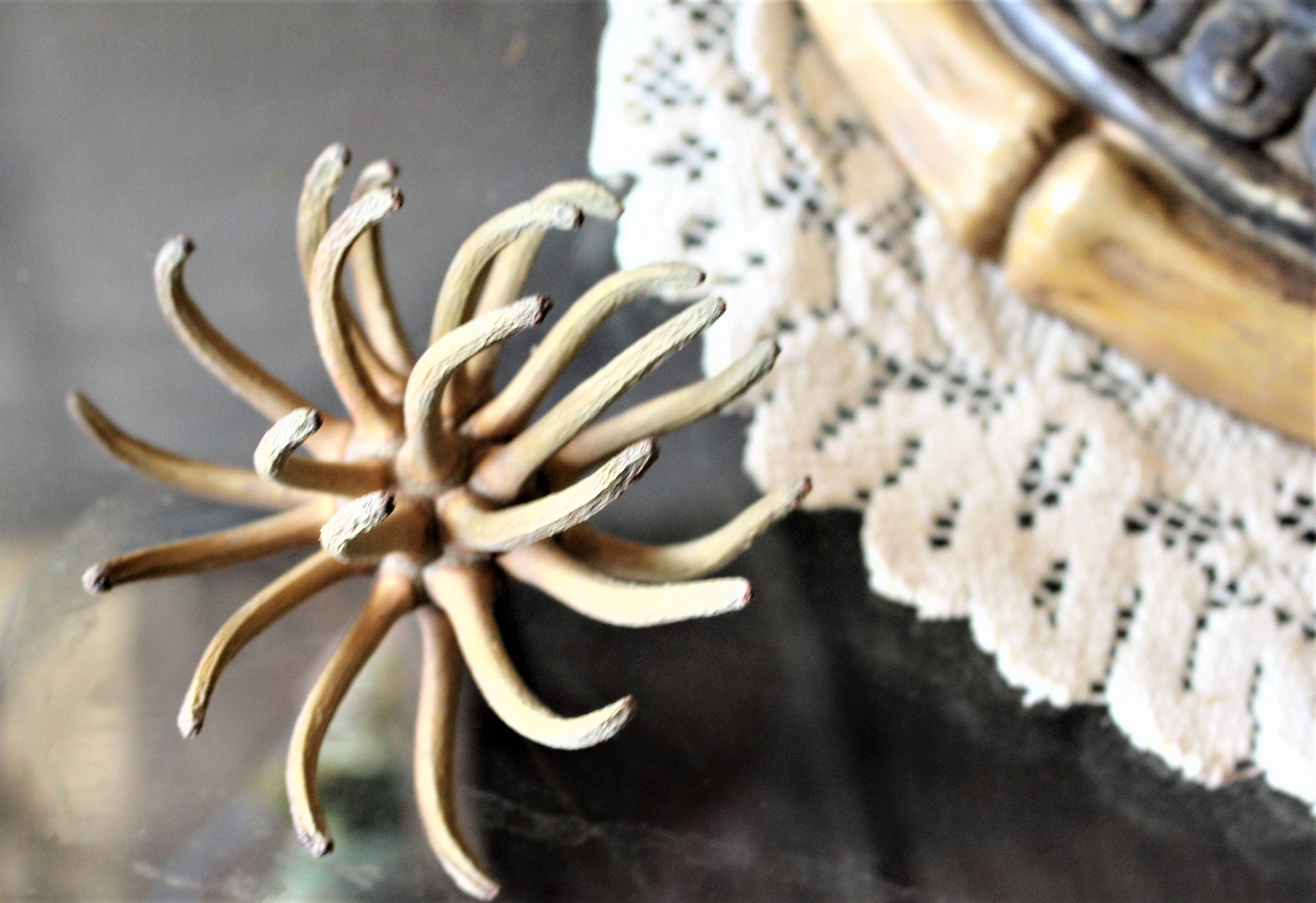 Spider Gum Claw Pods | Bag of 3 Natural Dried Pods - Etsy