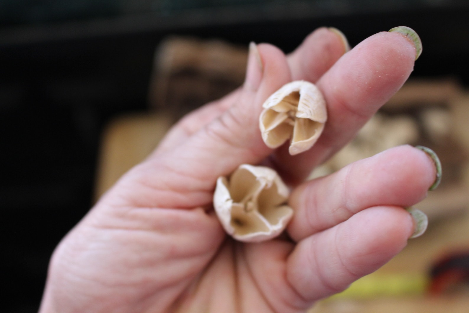 Bleached Bakuli Pods-lagerstroemia Parviflora-tulip Pods- Bag of 25 ...