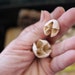 Bleached Bakuli Pods-lagerstroemia Parviflora-tulip Pods- Bag of 25 ...