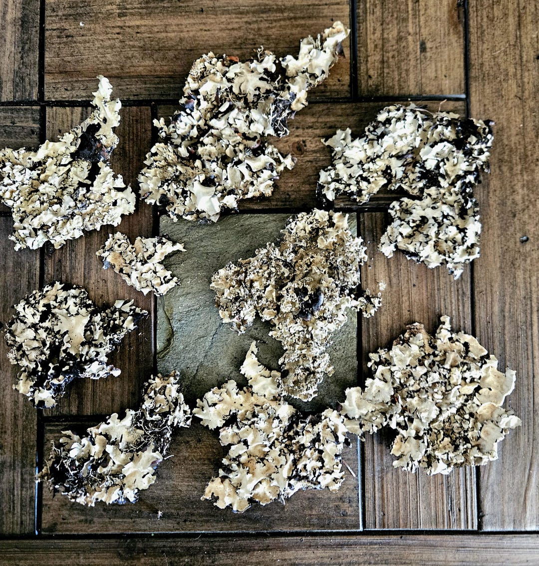 Black Lichens |dried Wild Tree Lichens | 1 Oz Bag Full - Etsy
