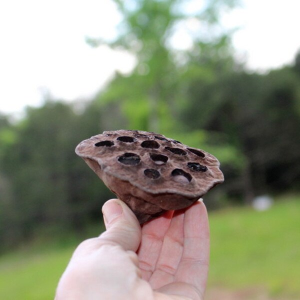 Lotus Pods - Etsy