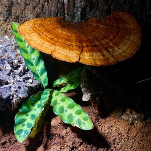 Sponge Mushrooms-choose 3 or 6 Dried Botanical-weird Spongy Looking ...