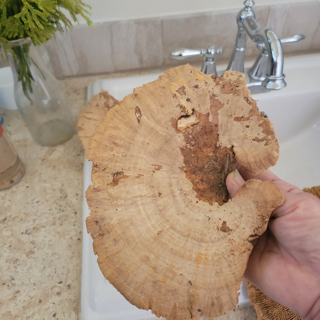 Sponge Mushrooms Xl-choose 3 or 6 Dried Botanical-weird Spongy Looking ...