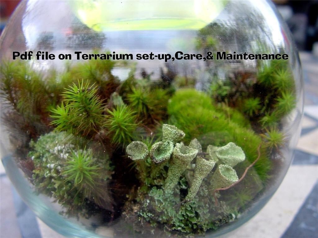 Moss Handbook a 17 Page Terrarium Handbook-how to Build and Care for a ...