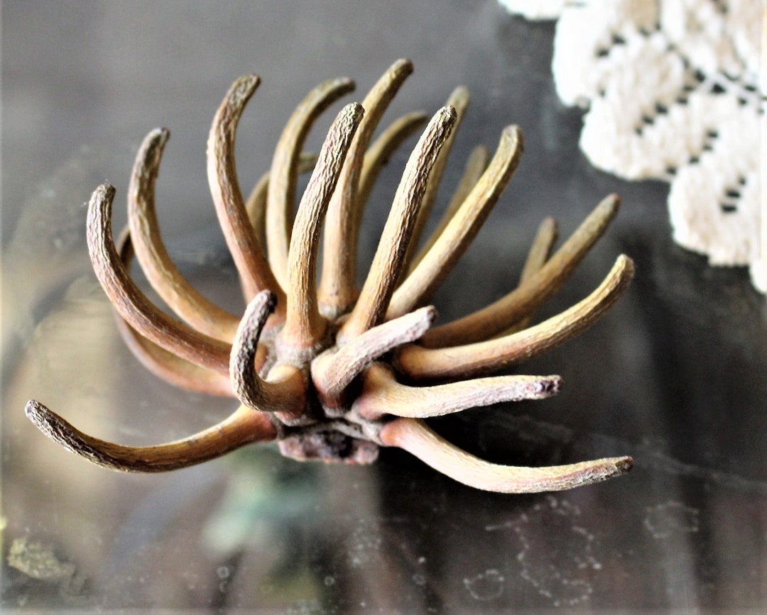 Spider Gum Claw Pods | Bag of 3 Natural Dried Pods - Etsy