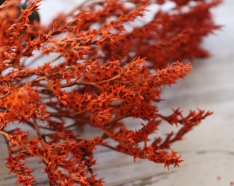 Orange Red Flowers | Etsy