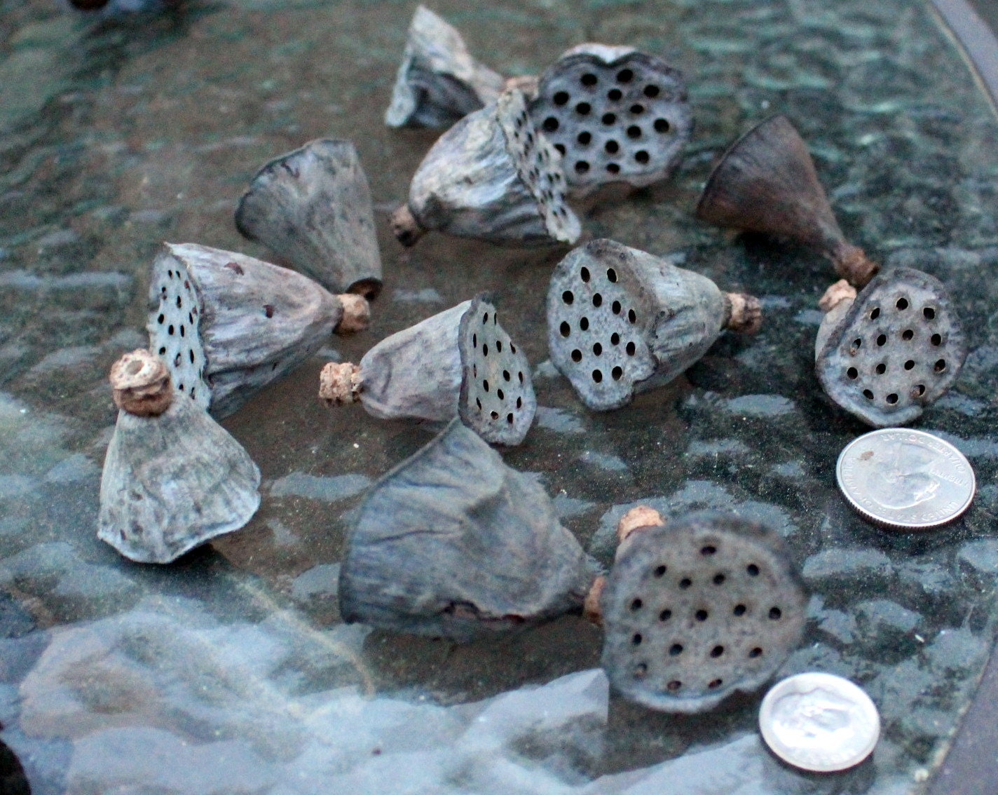 Lotus Pods-tiny Lotus Pods-botanical-miniature Pods-bag of 12 - Etsy